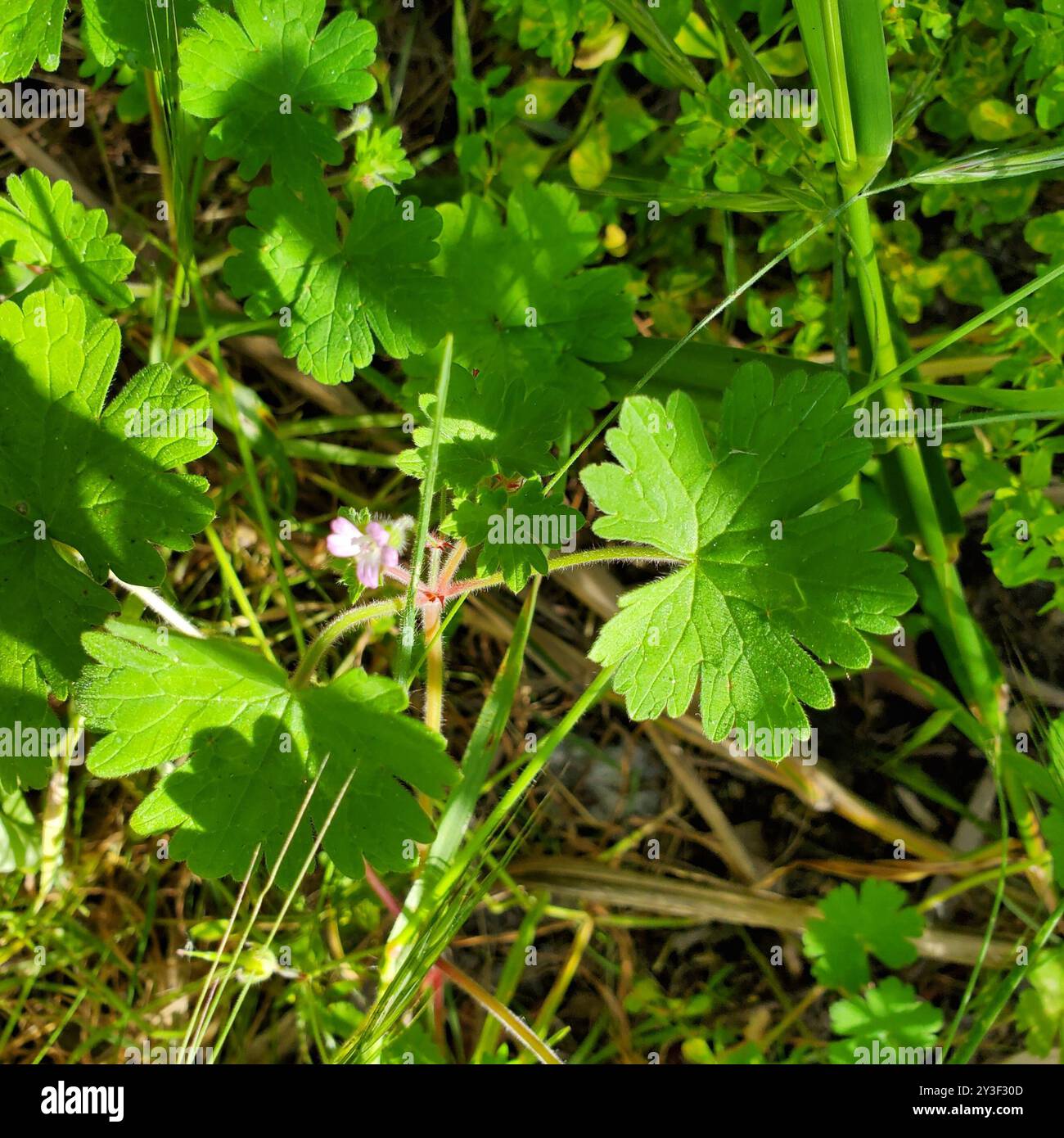 Round-leaved Crane's-bill (Geranium rotundifolium) Plantae Stock Photo ...