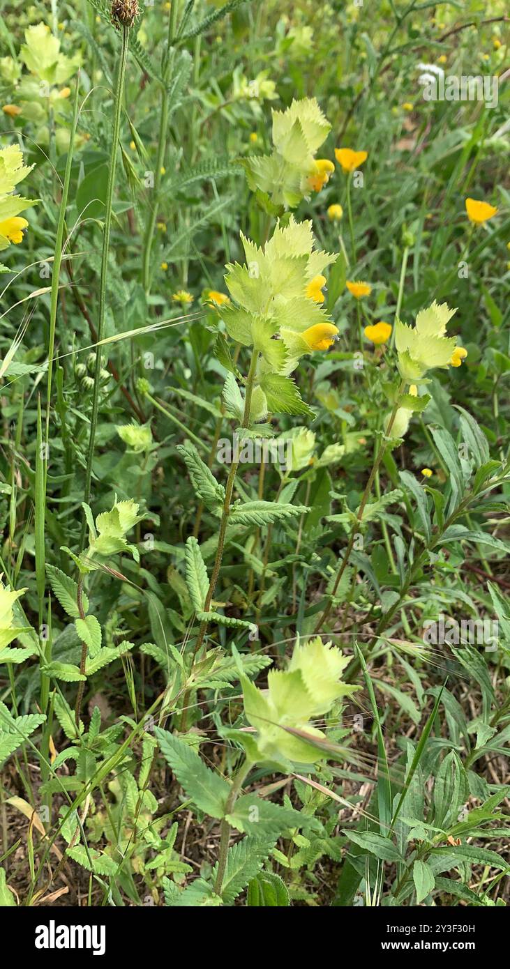 Greater Yellow Rattle (Rhinanthus alectorolophus) Plantae Stock Photo ...