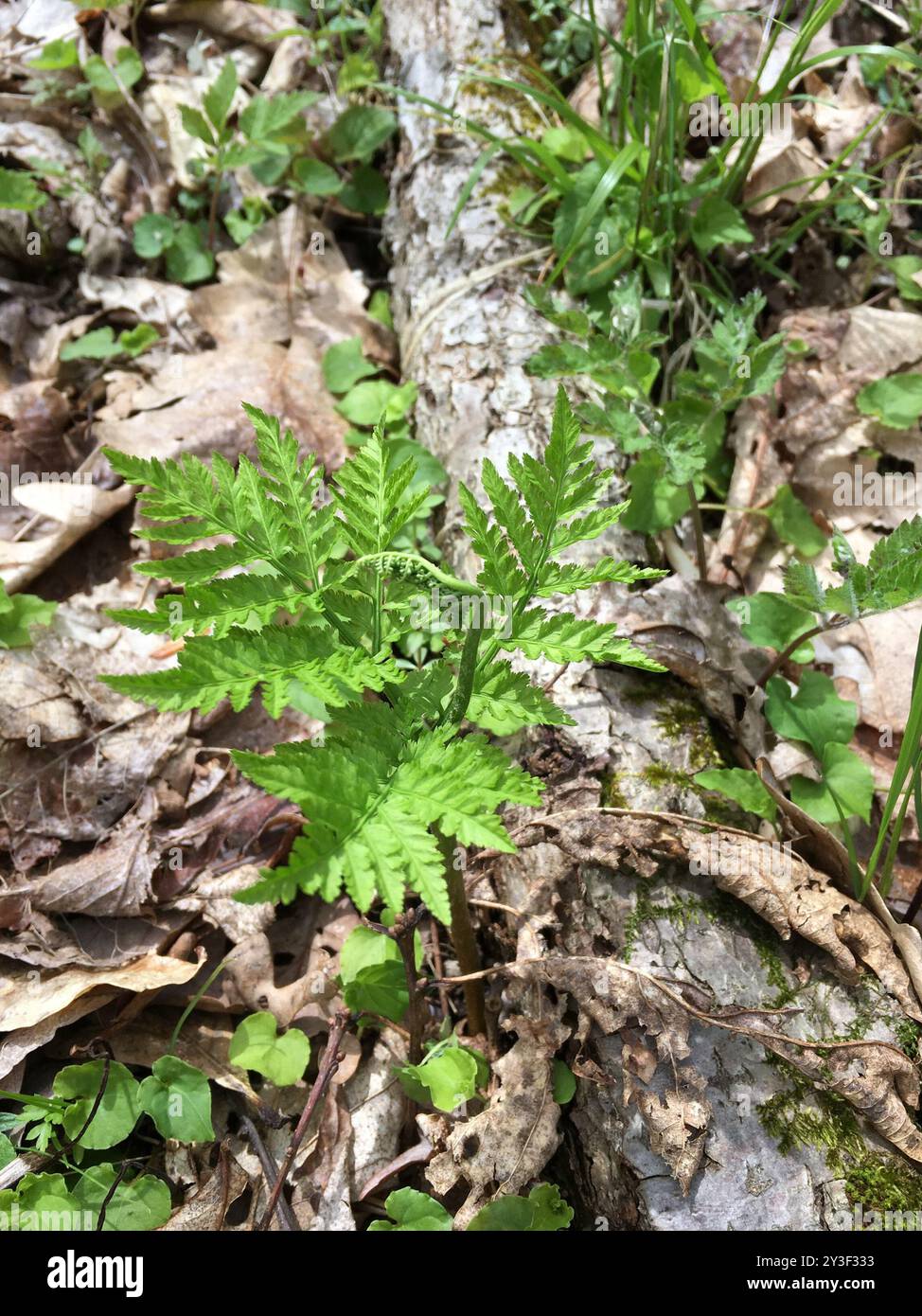 rattlesnake fern (Botrypus virginianus) Plantae Stock Photo - Alamy