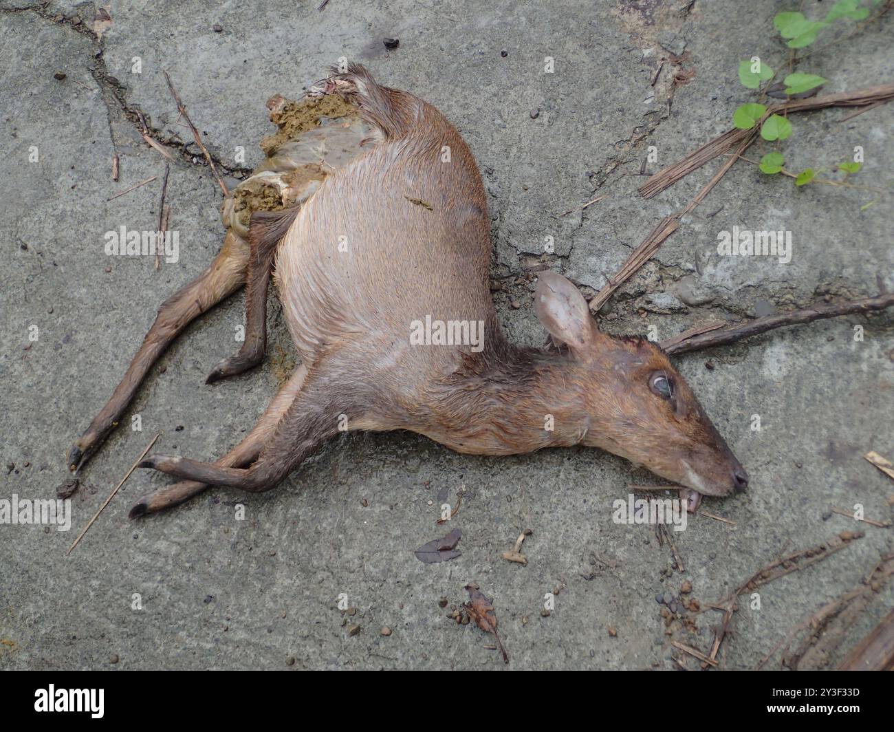 Taiwan Muntjac (Muntiacus reevesi micrurus) Mammalia Stock Photo - Alamy