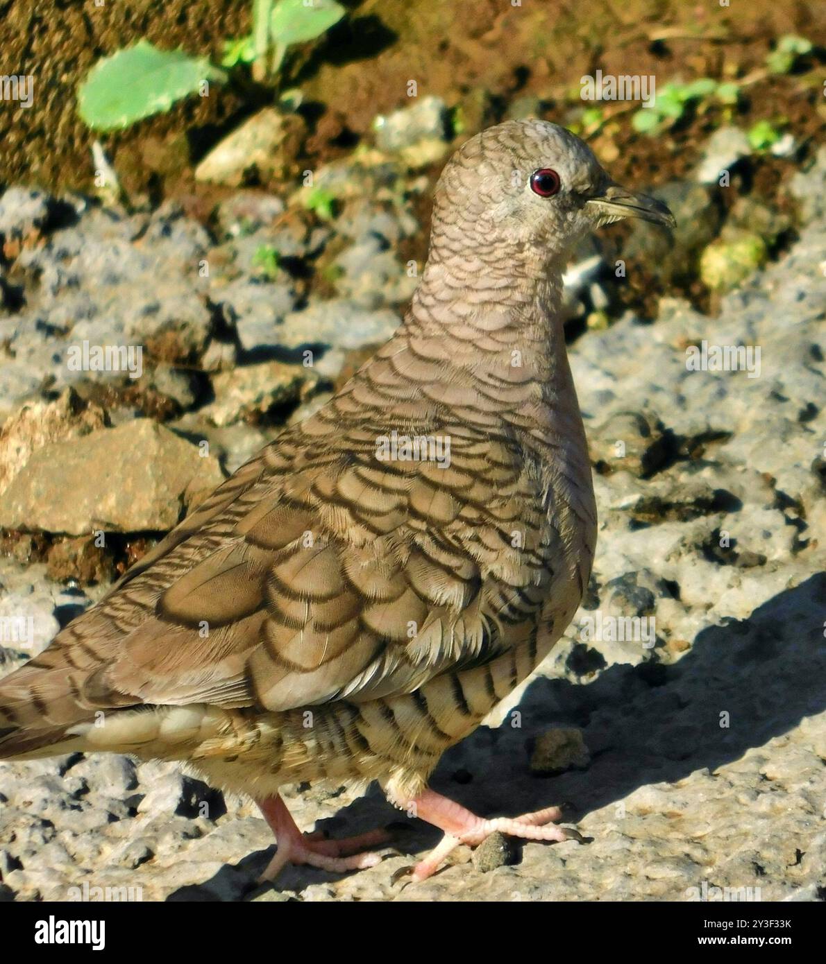 Inca Dove (Columbina inca) Aves Stock Photo - Alamy