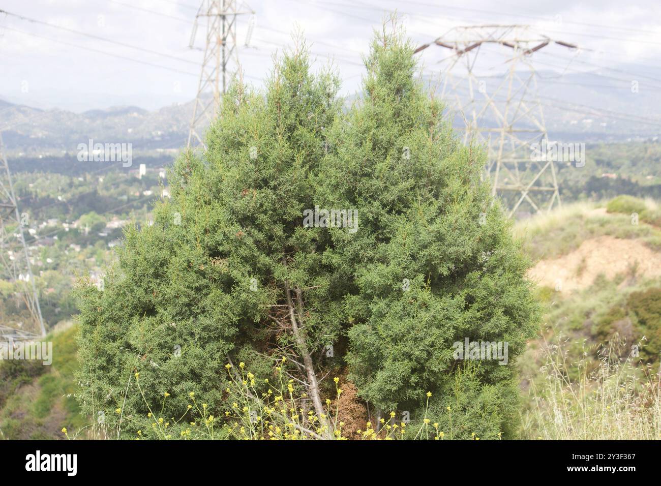 cypress family (Cupressaceae) Plantae Stock Photo - Alamy