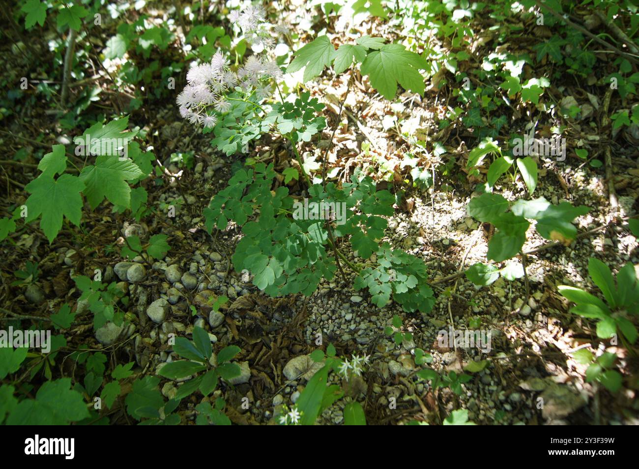 French meadow-rue (Thalictrum aquilegiifolium) Plantae Stock Photo - Alamy