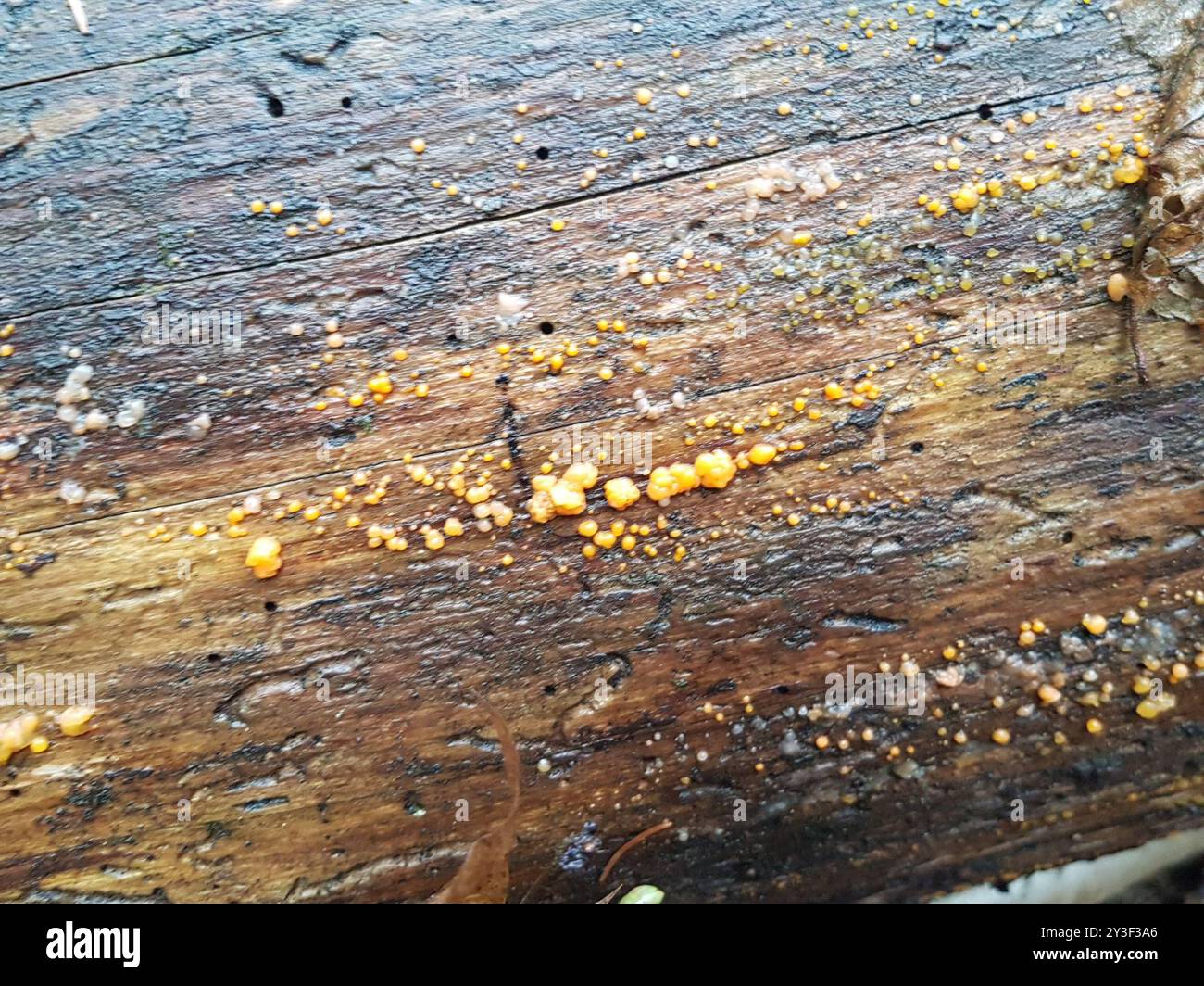 Jelly Spot Fungus (Dacrymyces stillatus) Fungi Stock Photo - Alamy
