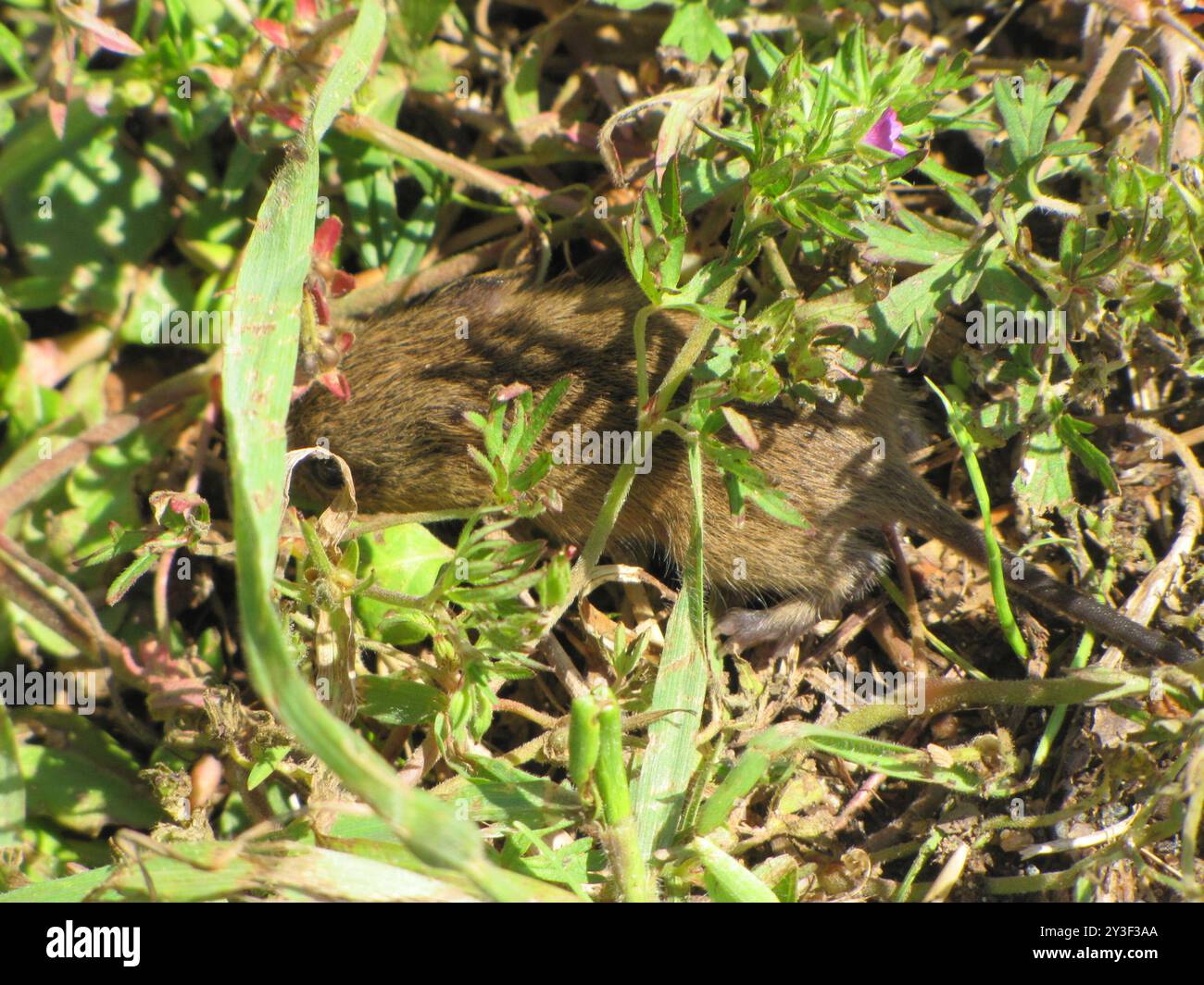 Eastern Harvest Mouse (Reithrodontomys humulis) Mammalia Stock Photo ...