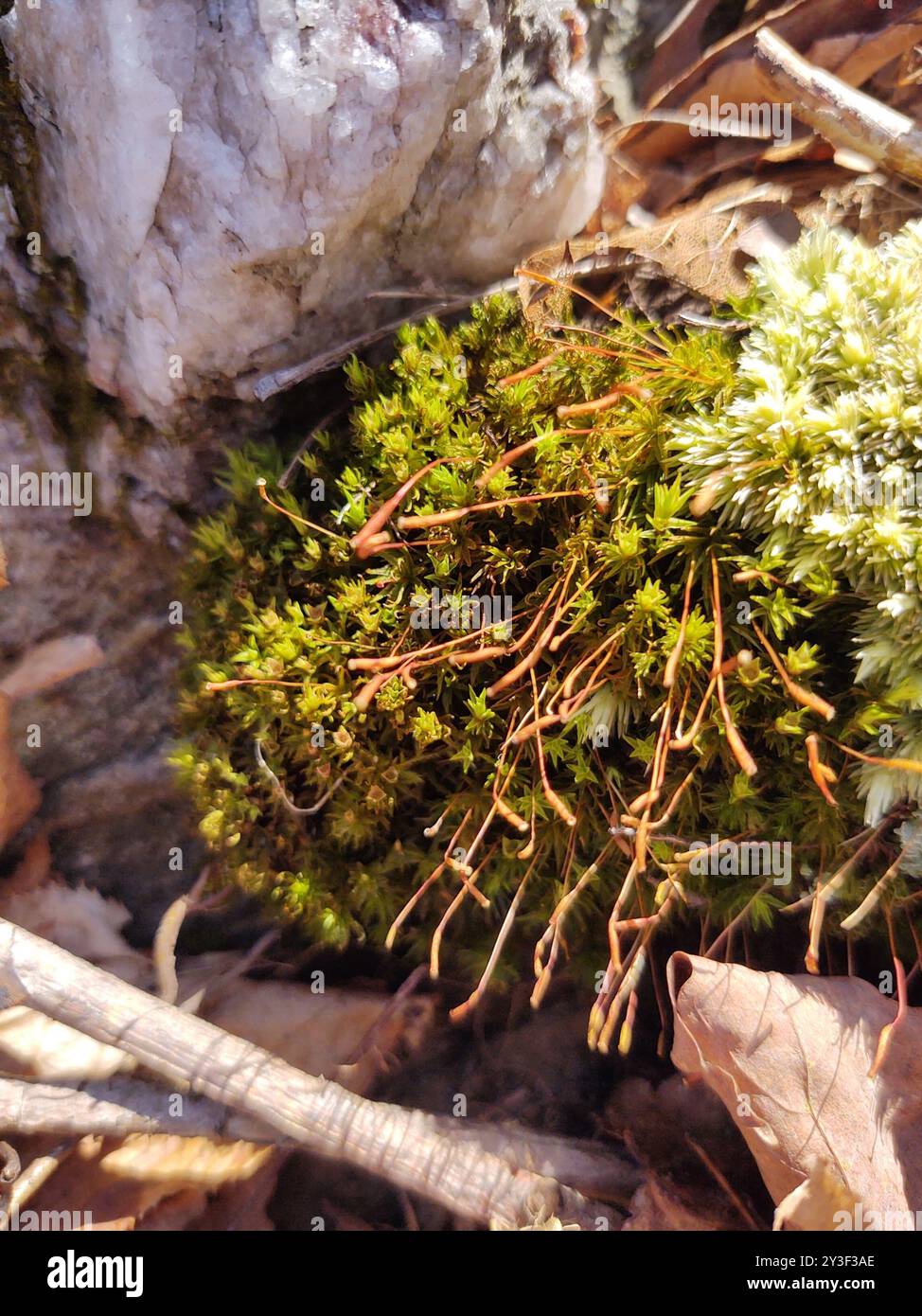 lesser smoothcap (Atrichum angustatum) Plantae Stock Photo - Alamy