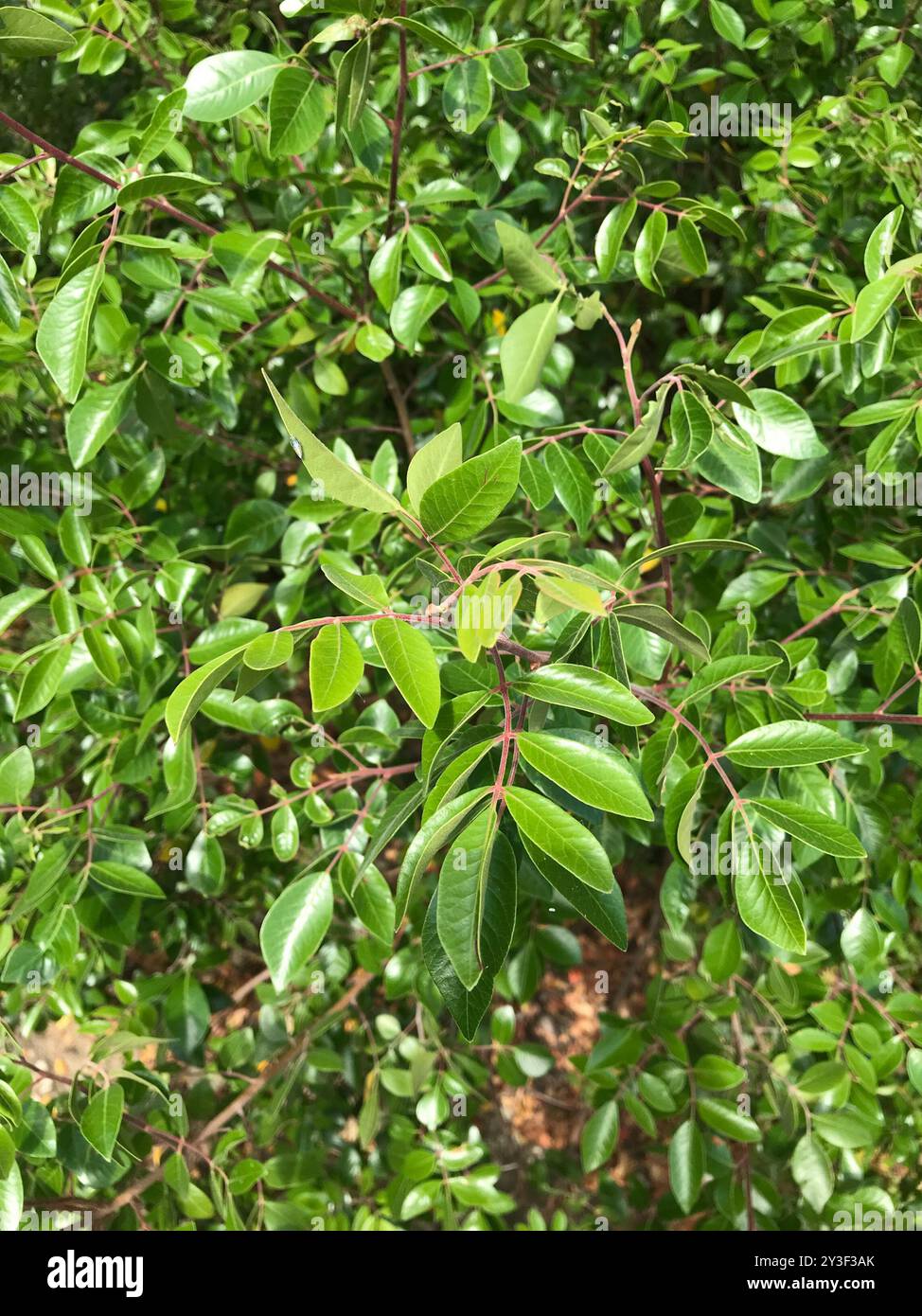 evergreen sumac (Rhus virens) Plantae Stock Photo - Alamy