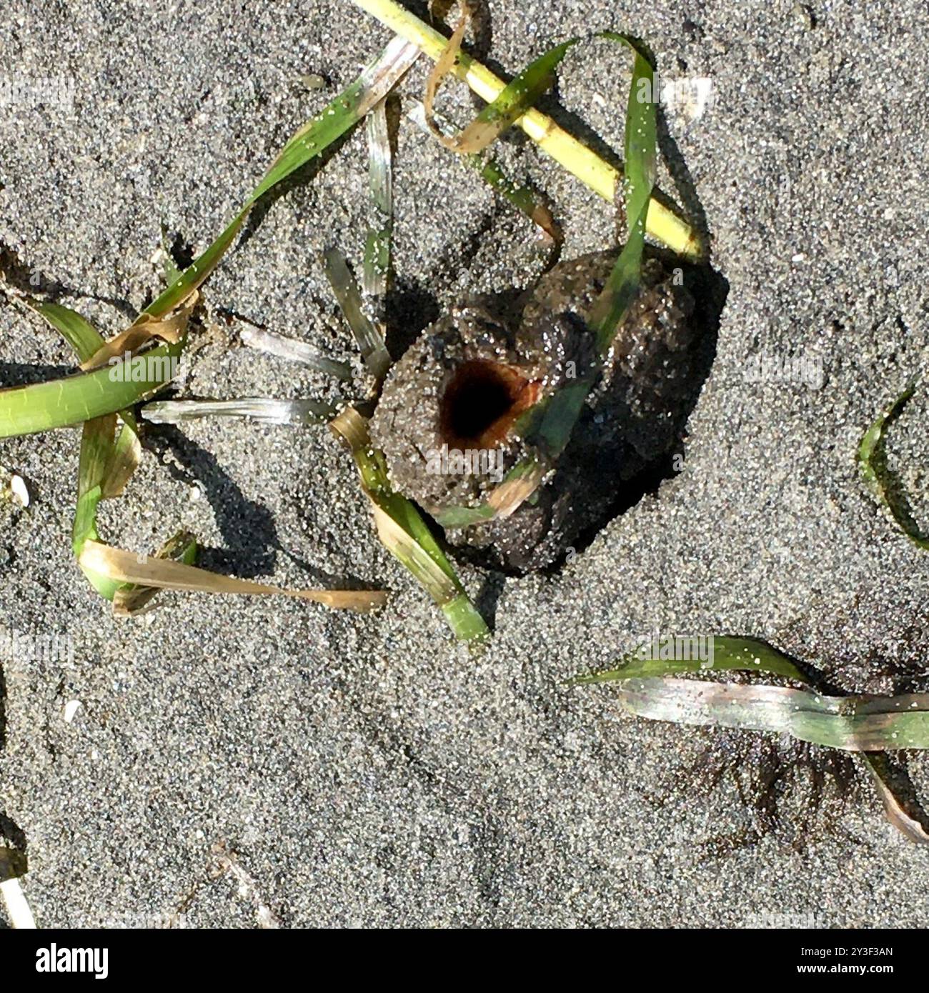 Panopea generosa hi-res stock photography and images - Alamy