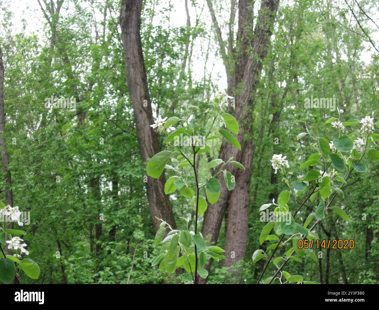 Dwarf Serviceberry (Amelanchier × spicata) Plantae Stock Photo - Alamy