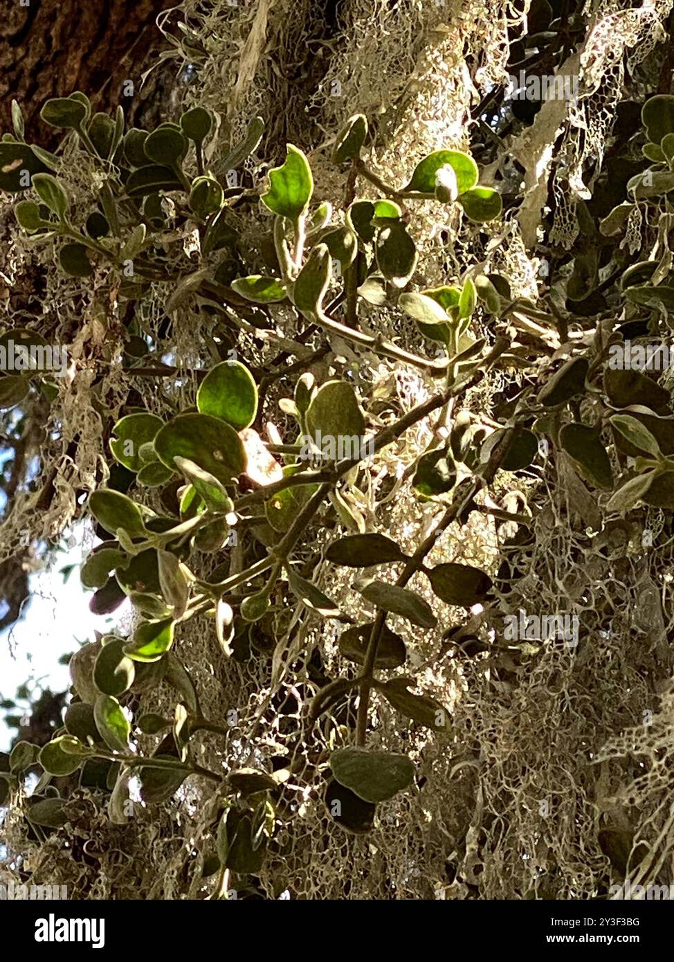 American Mistletoe (Phoradendron leucarpum) Plantae Stock Photo - Alamy