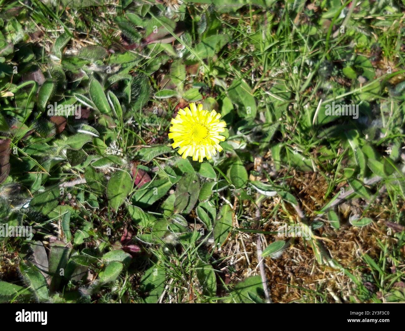 mouse-eared hawkweed (Pilosella officinarum) Plantae Stock Photo - Alamy