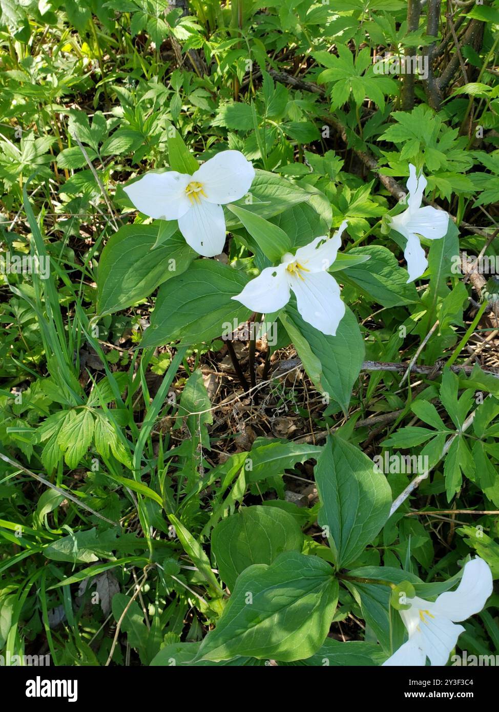 large white trillium (Trillium grandiflorum) Plantae Stock Photo - Alamy