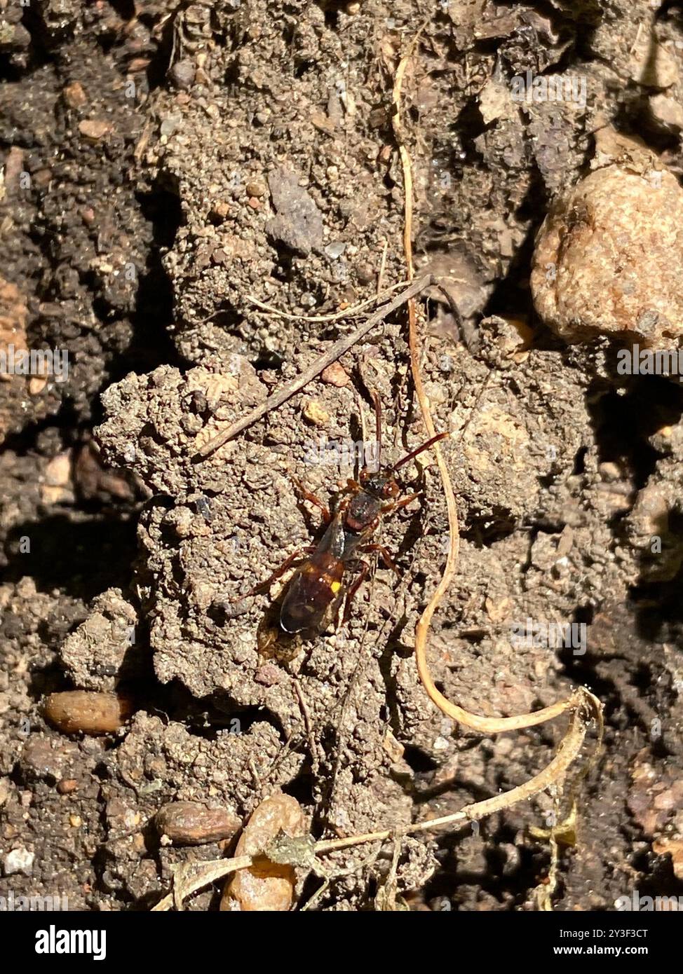 Nomad Bees (Nomada) Insecta Stock Photo - Alamy