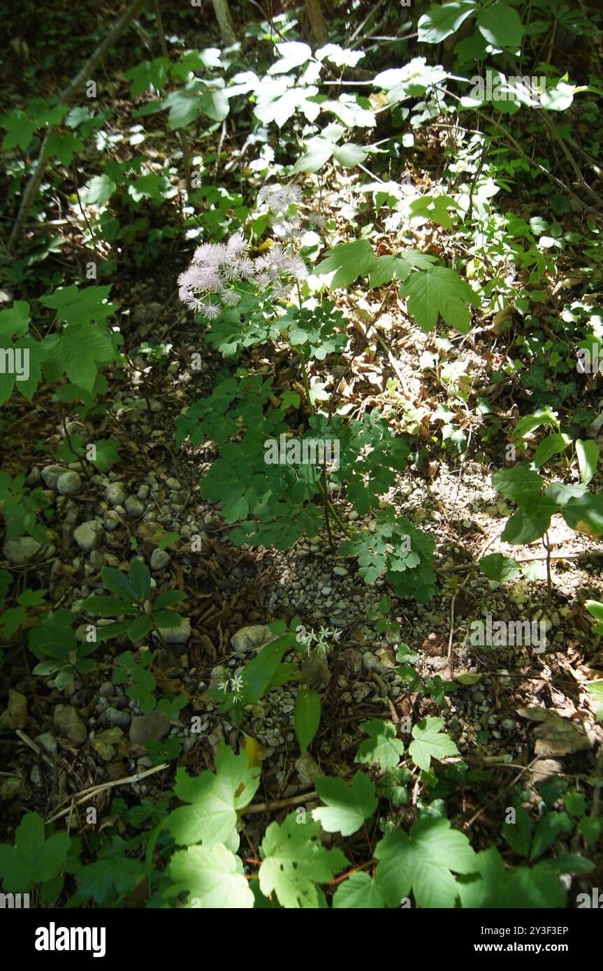 French meadow-rue (Thalictrum aquilegiifolium) Plantae Stock Photo - Alamy