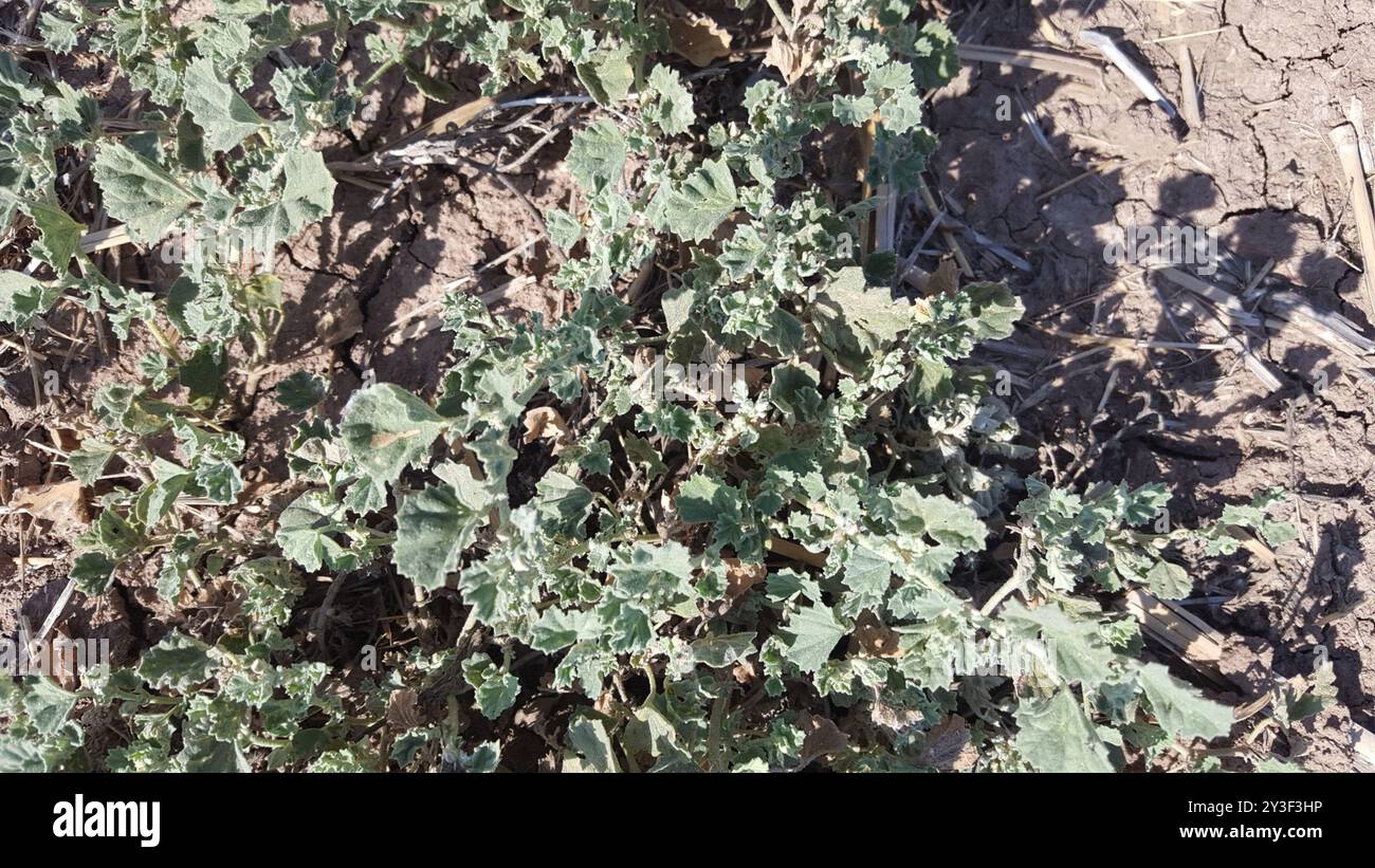 alkali mallow (Malvella leprosa) Plantae Stock Photo - Alamy