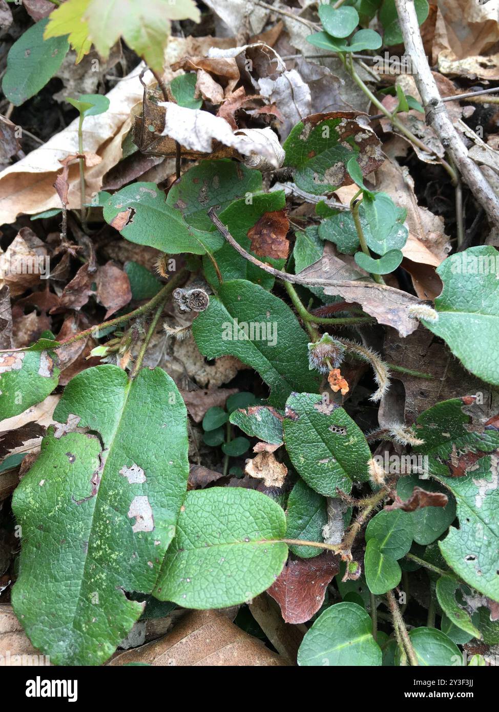 trailing arbutus (Epigaea repens) Plantae Stock Photo - Alamy