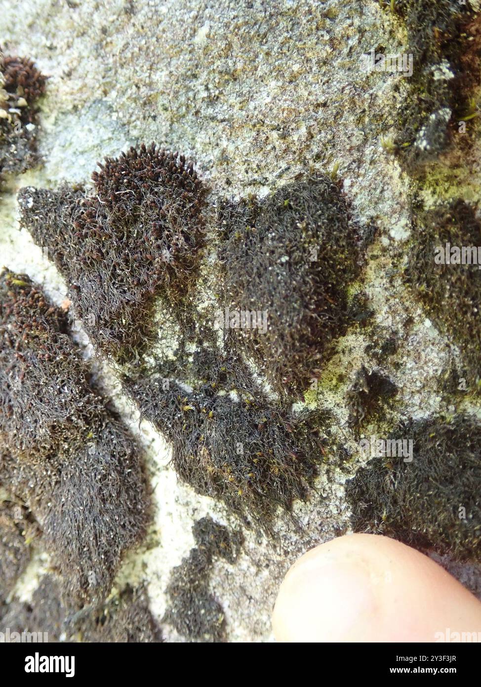 Black Rock Moss (Andreaea rupestris) Plantae Stock Photo - Alamy