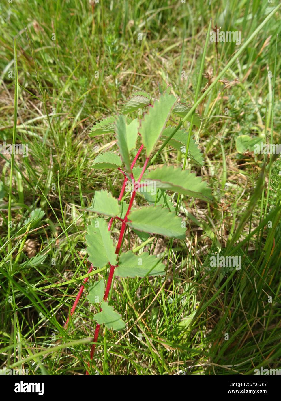 Great burnet (Sanguisorba officinalis) Plantae Stock Photo - Alamy