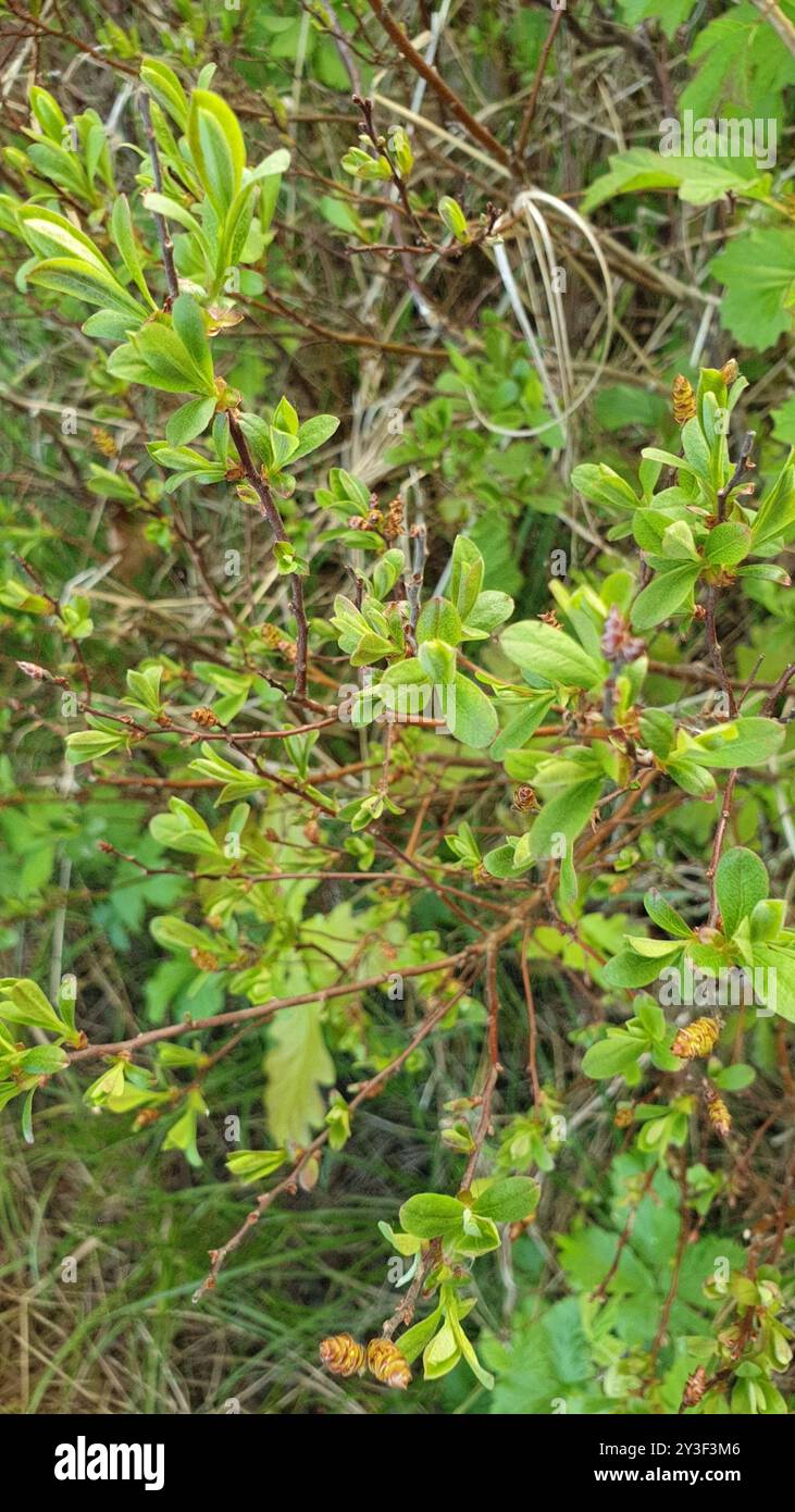 bog myrtle (Myrica gale) Plantae Stock Photo - Alamy
