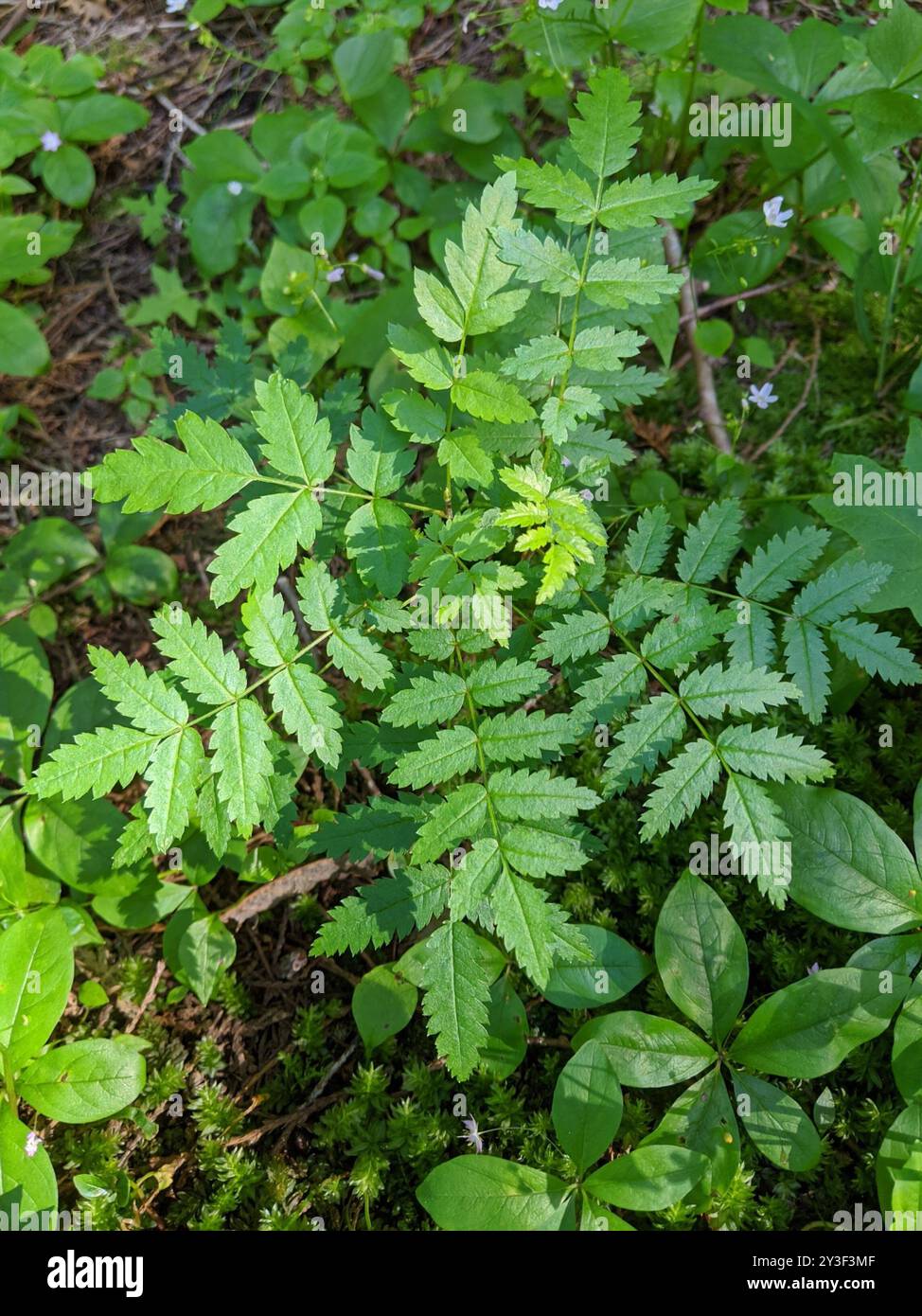 Cascade Mountain-Ash (Sorbus scopulina cascadensis) Plantae Stock Photo ...