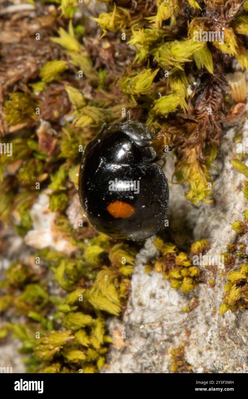 Twice-stabbed Lady Beetle (Chilocorus stigma) Insecta Stock Photo - Alamy