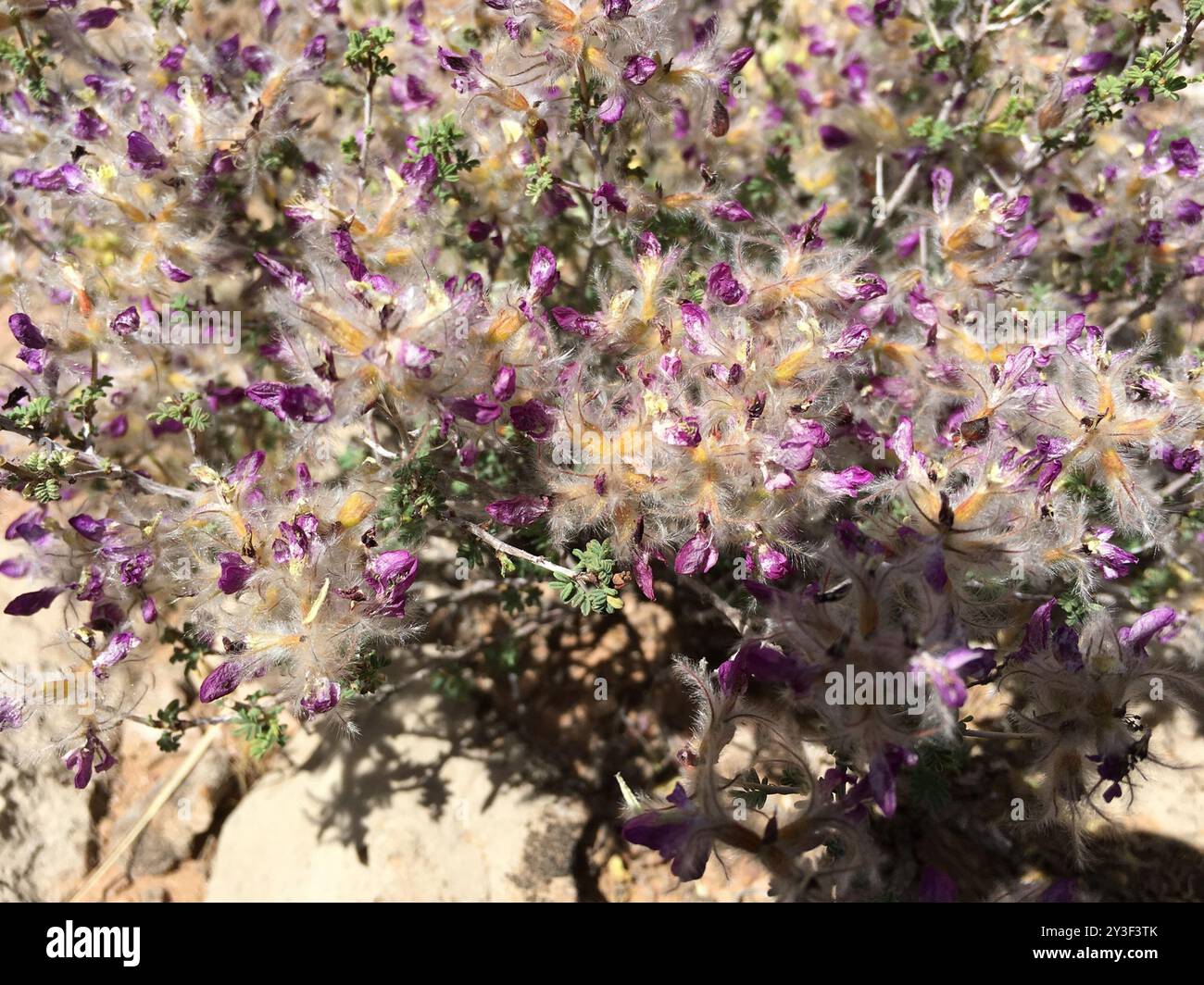 feather dalea (Dalea formosa) Plantae Stock Photo - Alamy