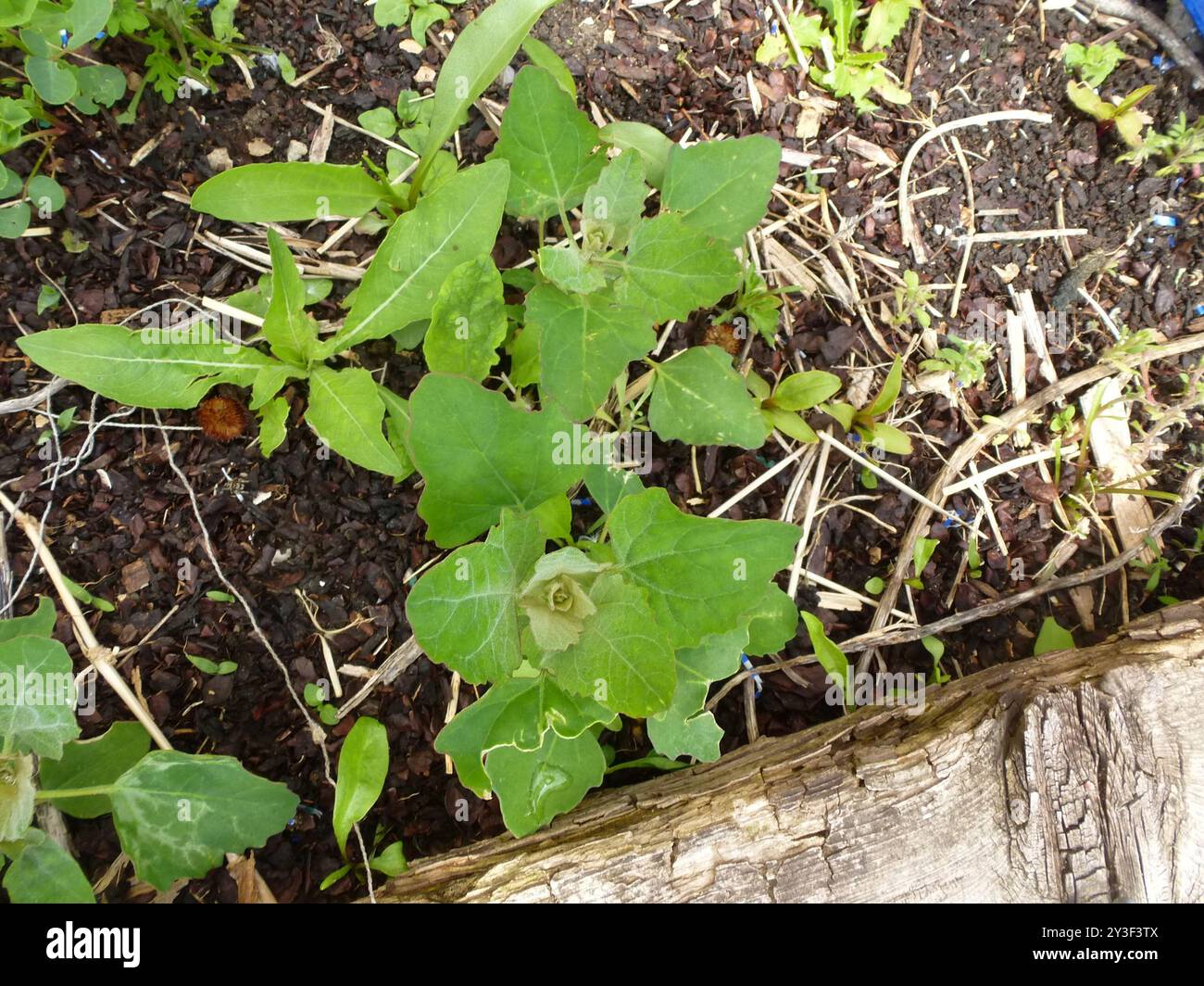 Common Lambsquarters (Chenopodium album) Plantae Stock Photo - Alamy