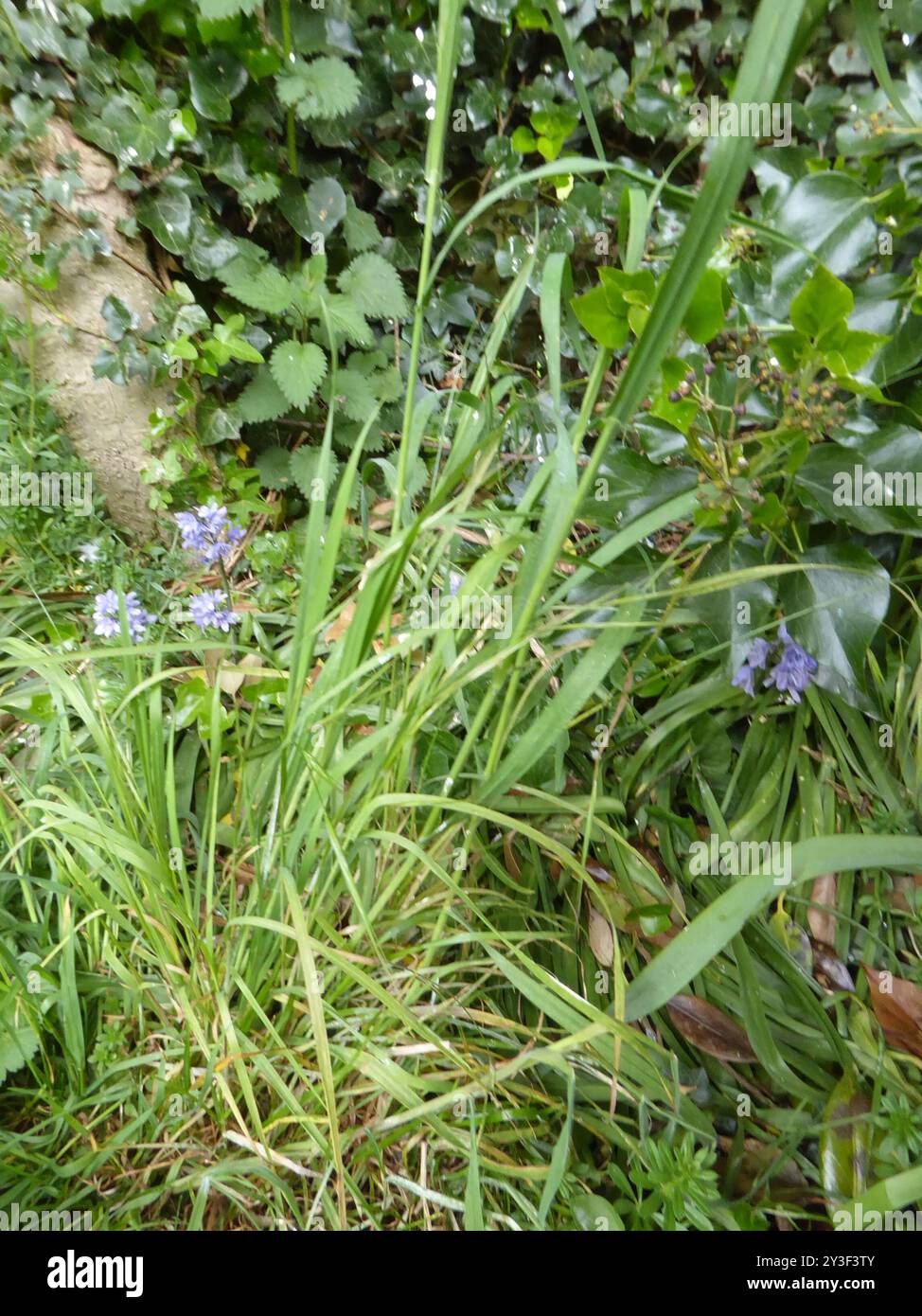 grasses, sedges, cattails, and allies (Poales) Plantae Stock Photo - Alamy