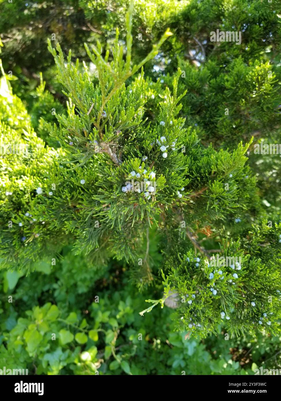 Ashe juniper (Juniperus ashei) Plantae Stock Photo - Alamy