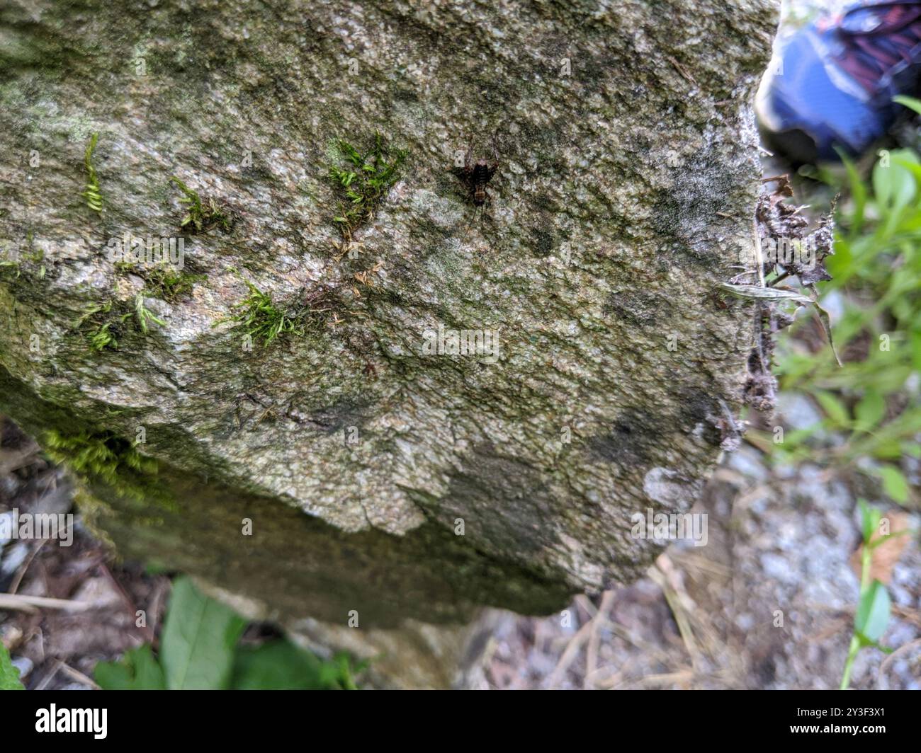True Crickets and Allies (Grylloidea) Insecta Stock Photo - Alamy