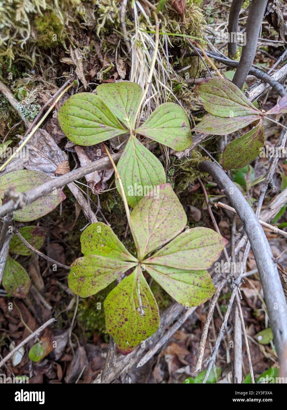Canadian bunchberry (Cornus canadensis) Plantae Stock Photo - Alamy
