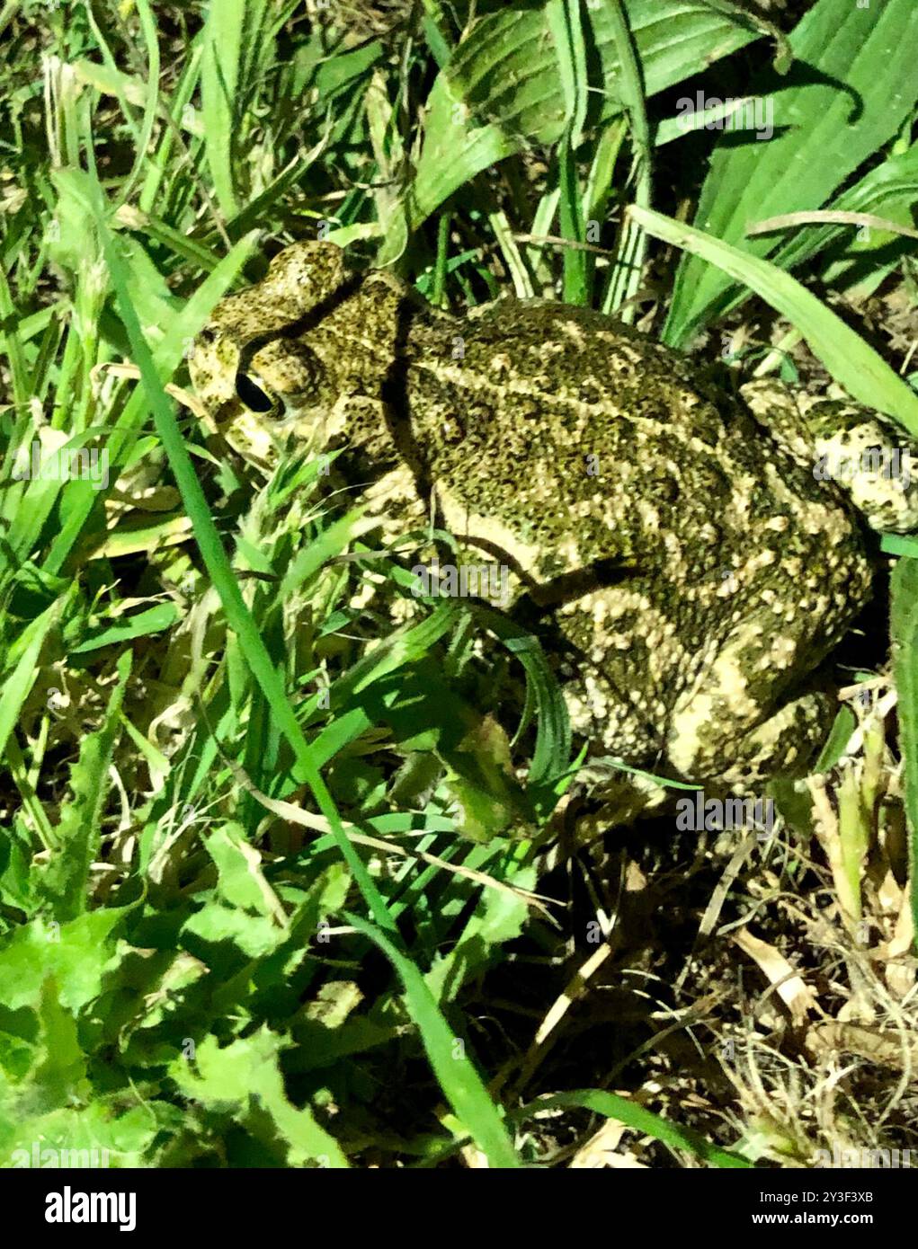 Natterjack Toad (Epidalea calamita) Amphibia Stock Photo - Alamy