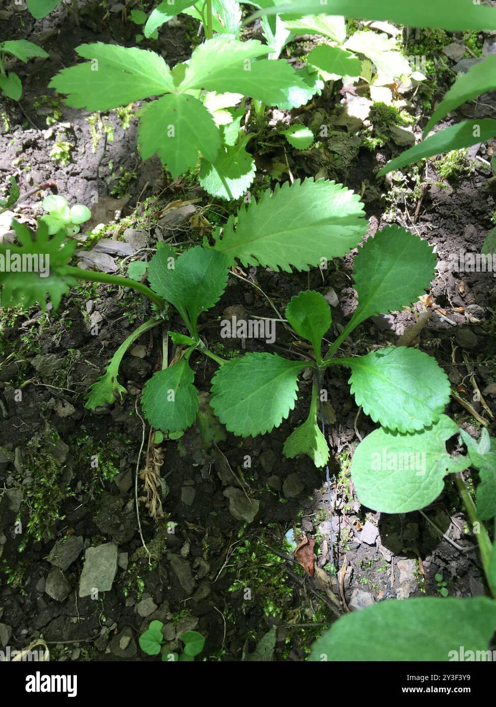roundleaf ragwort (Packera obovata) Plantae Stock Photo - Alamy