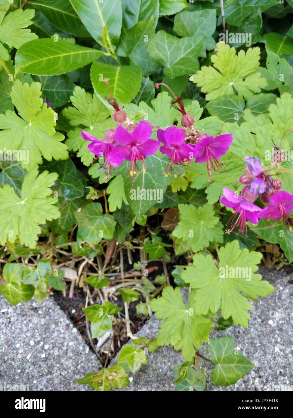 Rock Crane's-bill (Geranium macrorrhizum) Plantae Stock Photo - Alamy