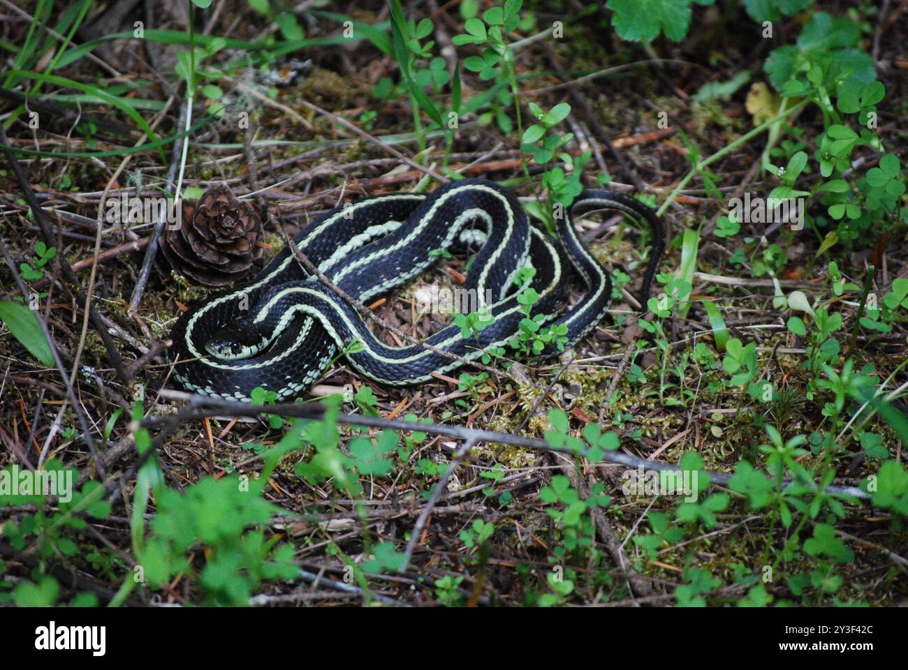 Puget Sound Garter Snake (Thamnophis sirtalis pickeringii) Reptilia ...