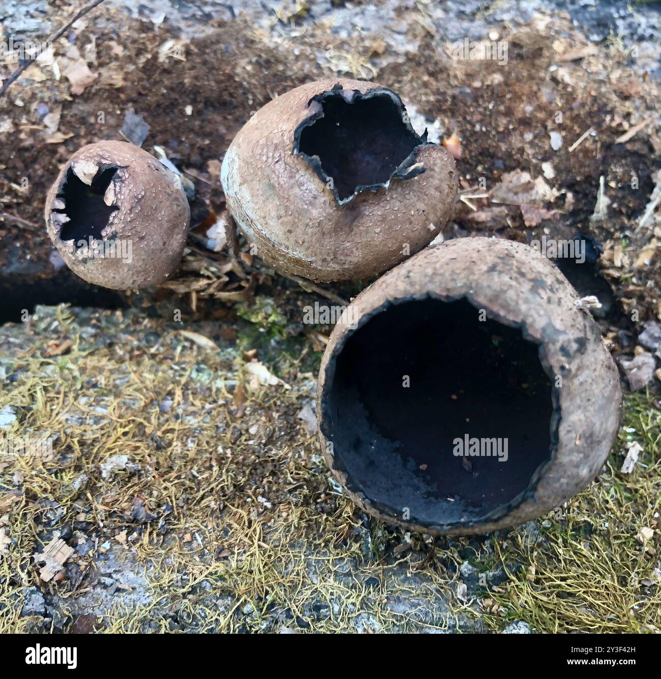 devil's urn (Urnula craterium) Fungi Stock Photo - Alamy