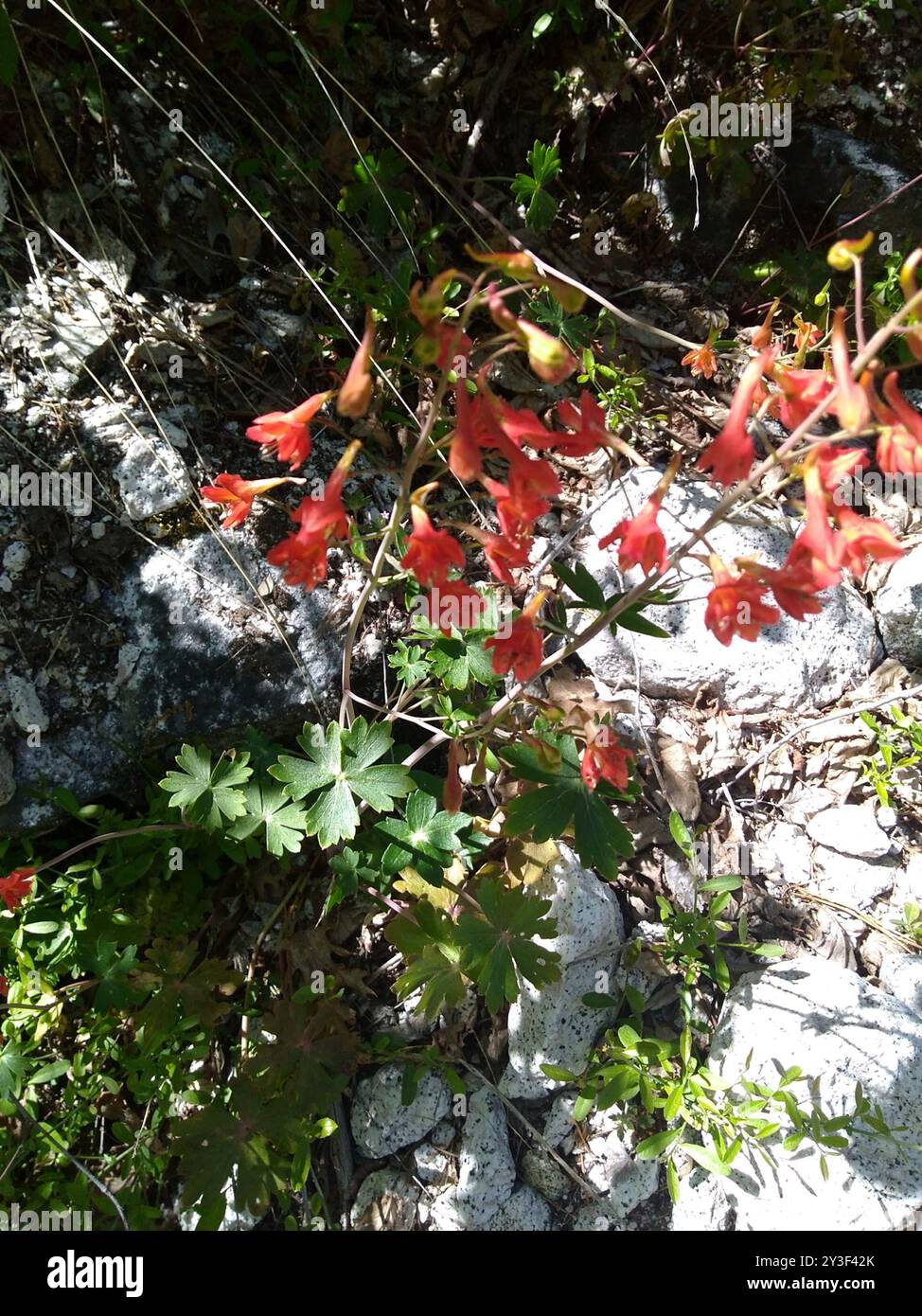 Red larkspur (Delphinium nudicaule) Plantae Stock Photo - Alamy