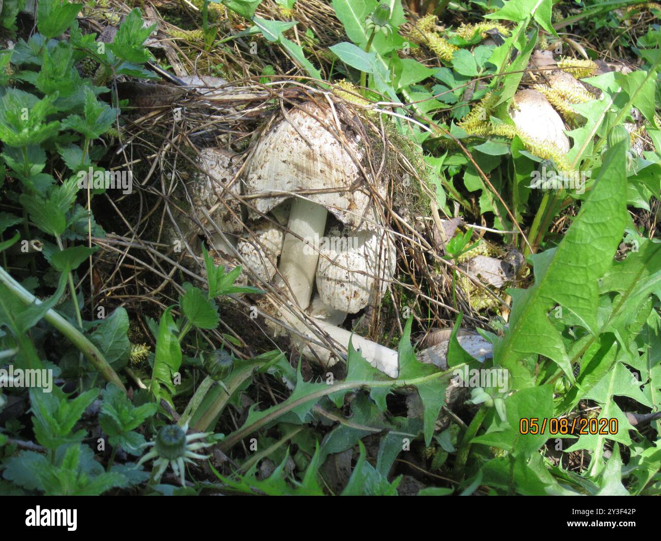 Common Ink Cap (Coprinopsis atramentaria) Fungi Stock Photo - Alamy