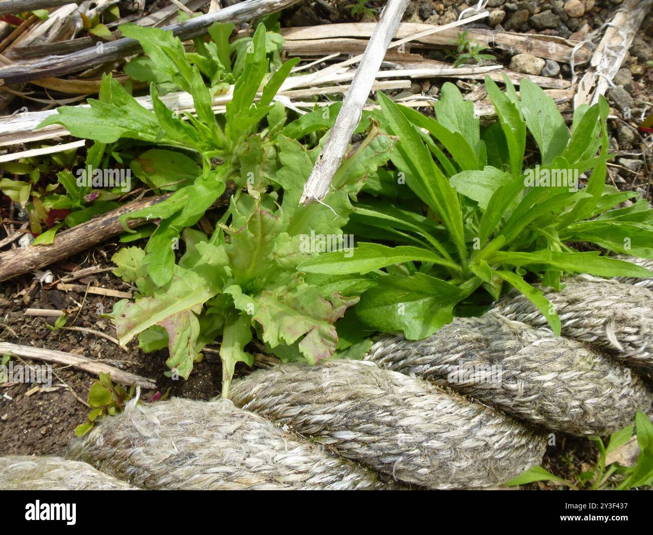 plants (Plantae) Plantae Stock Photo - Alamy
