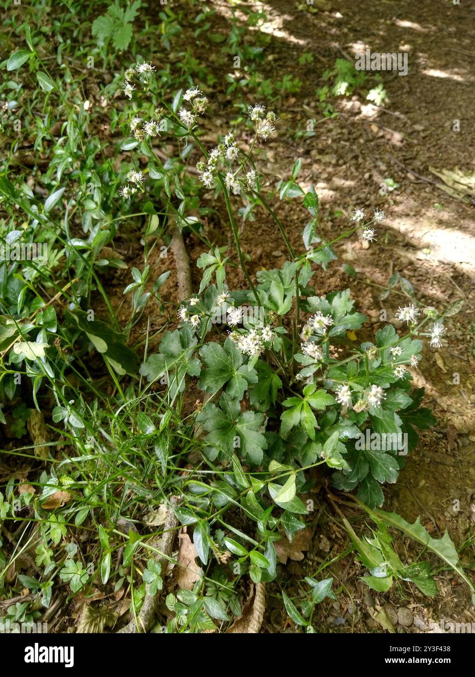 wood sanicle (Sanicula europaea) Plantae Stock Photo - Alamy