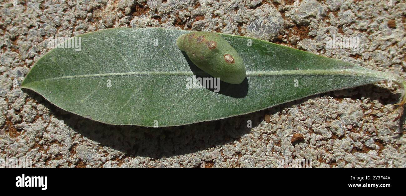 silver terminalia (Terminalia sericea) Plantae Stock Photo - Alamy