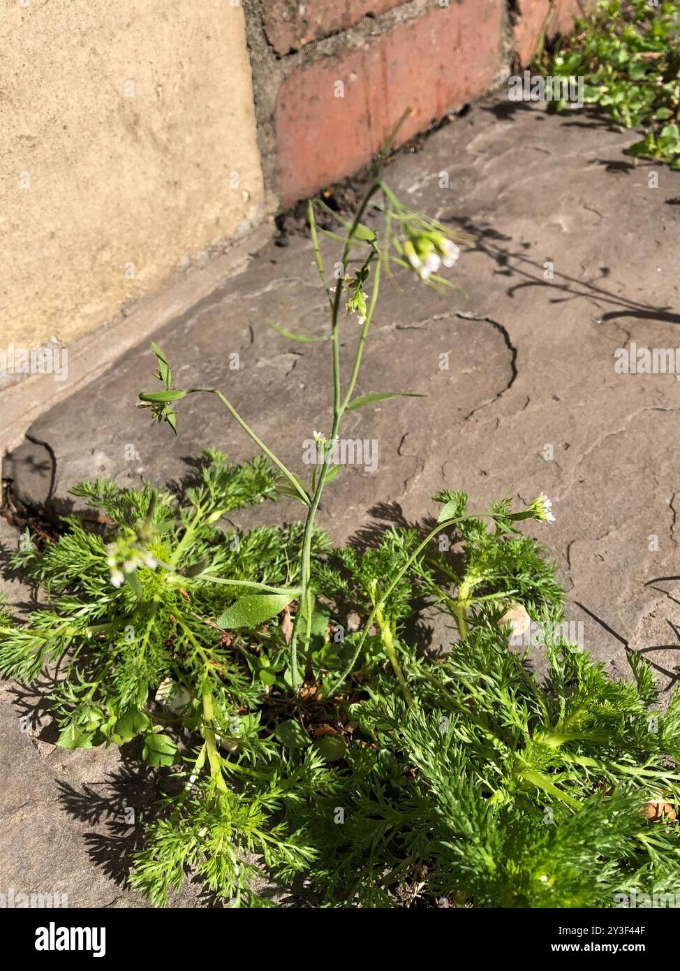 mouse-ear cress (Arabidopsis thaliana) Plantae Stock Photo - Alamy