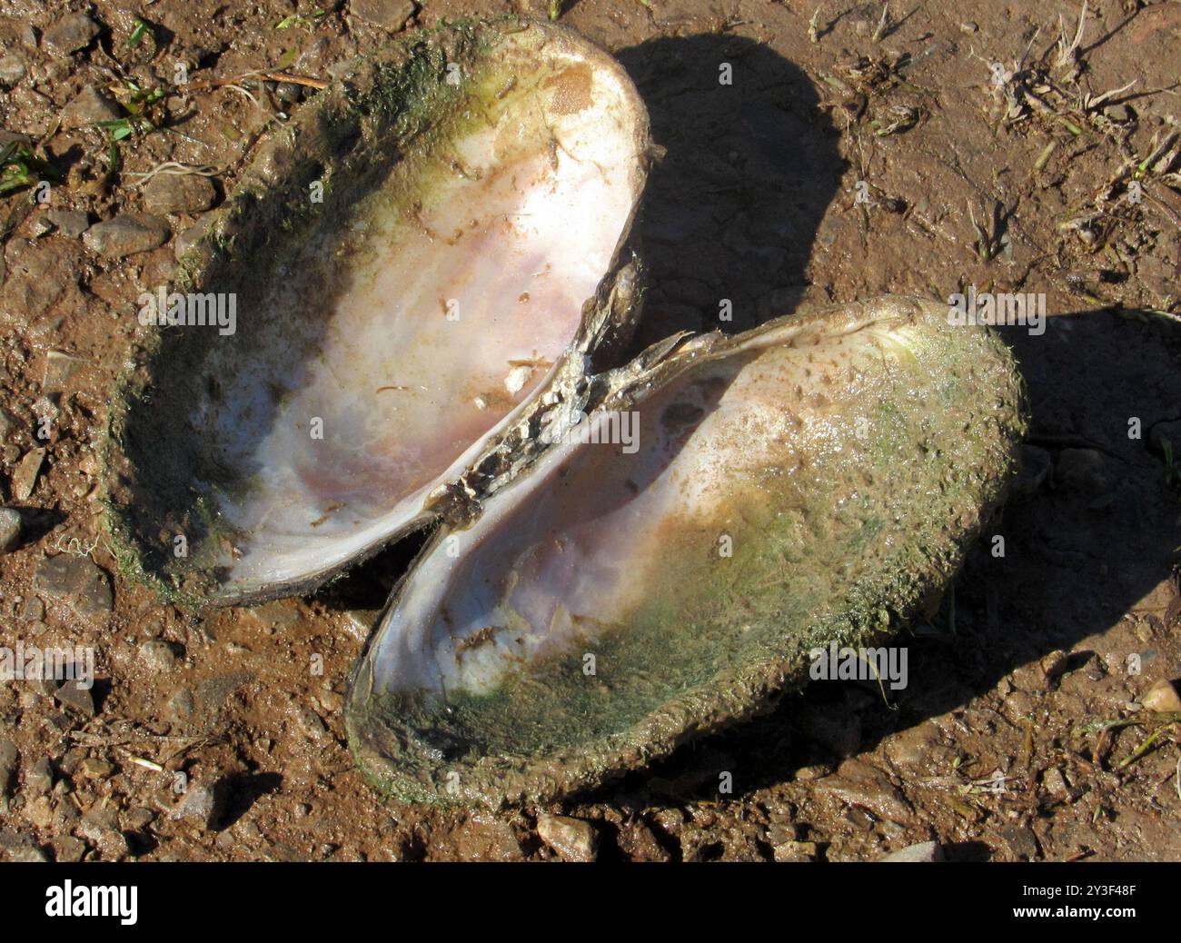 Giant Floater (Pyganodon grandis) Mollusca Stock Photo - Alamy