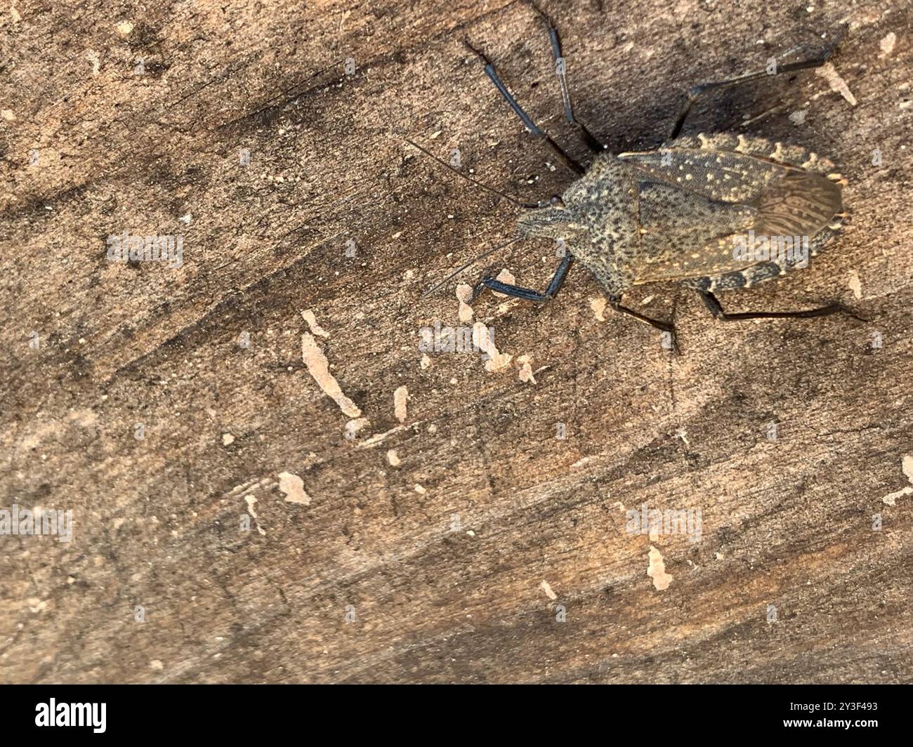 Mediterranean Spiny Stink Bug (Mustha spinosula) Insecta Stock Photo ...
