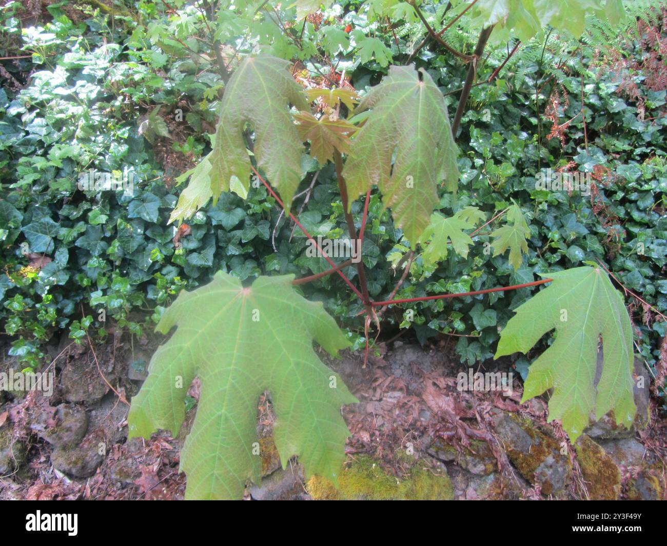 bigleaf maple (Acer macrophyllum) Plantae Stock Photo - Alamy