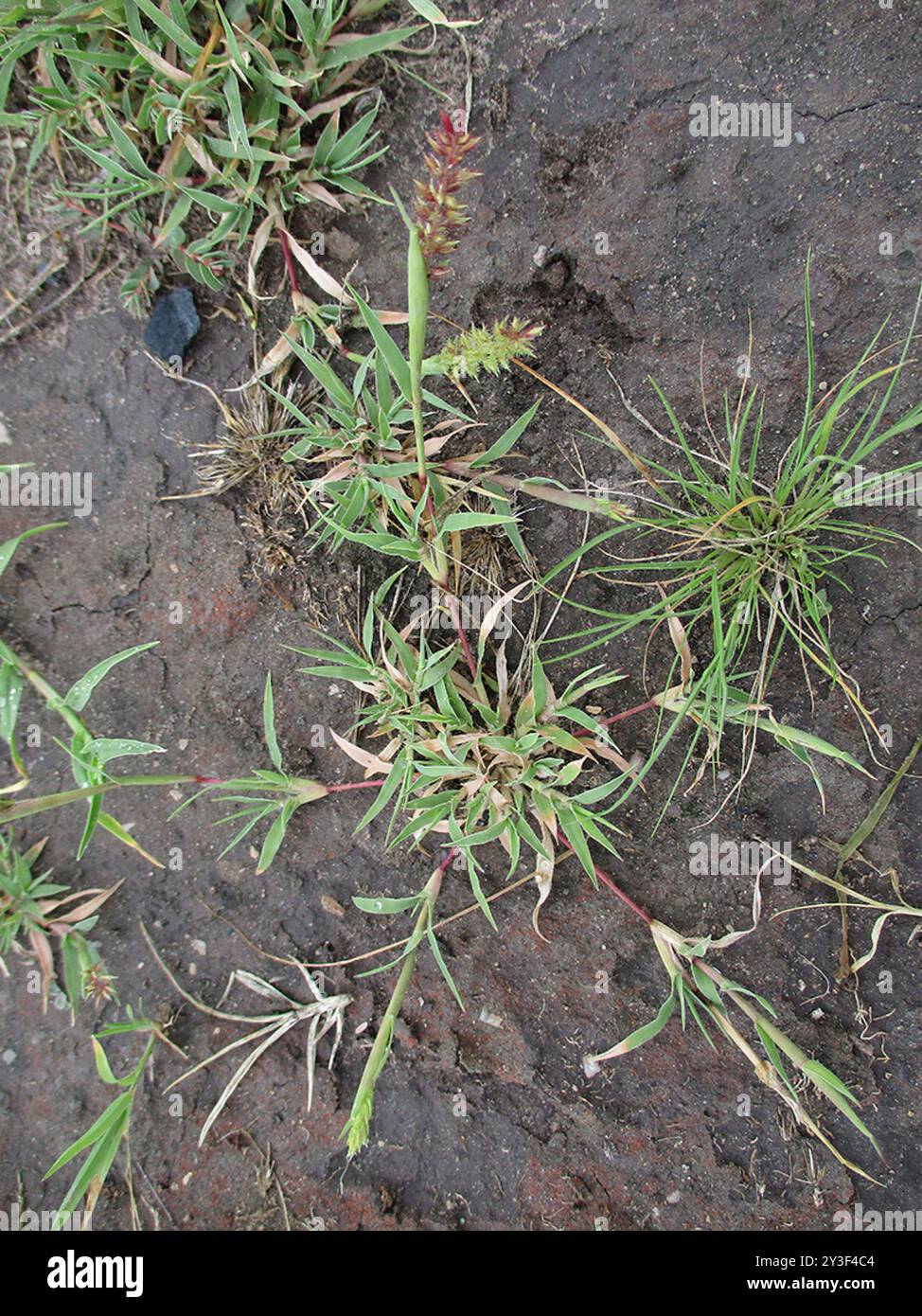 African bur-grass (Tragus berteronianus) Plantae Stock Photo - Alamy