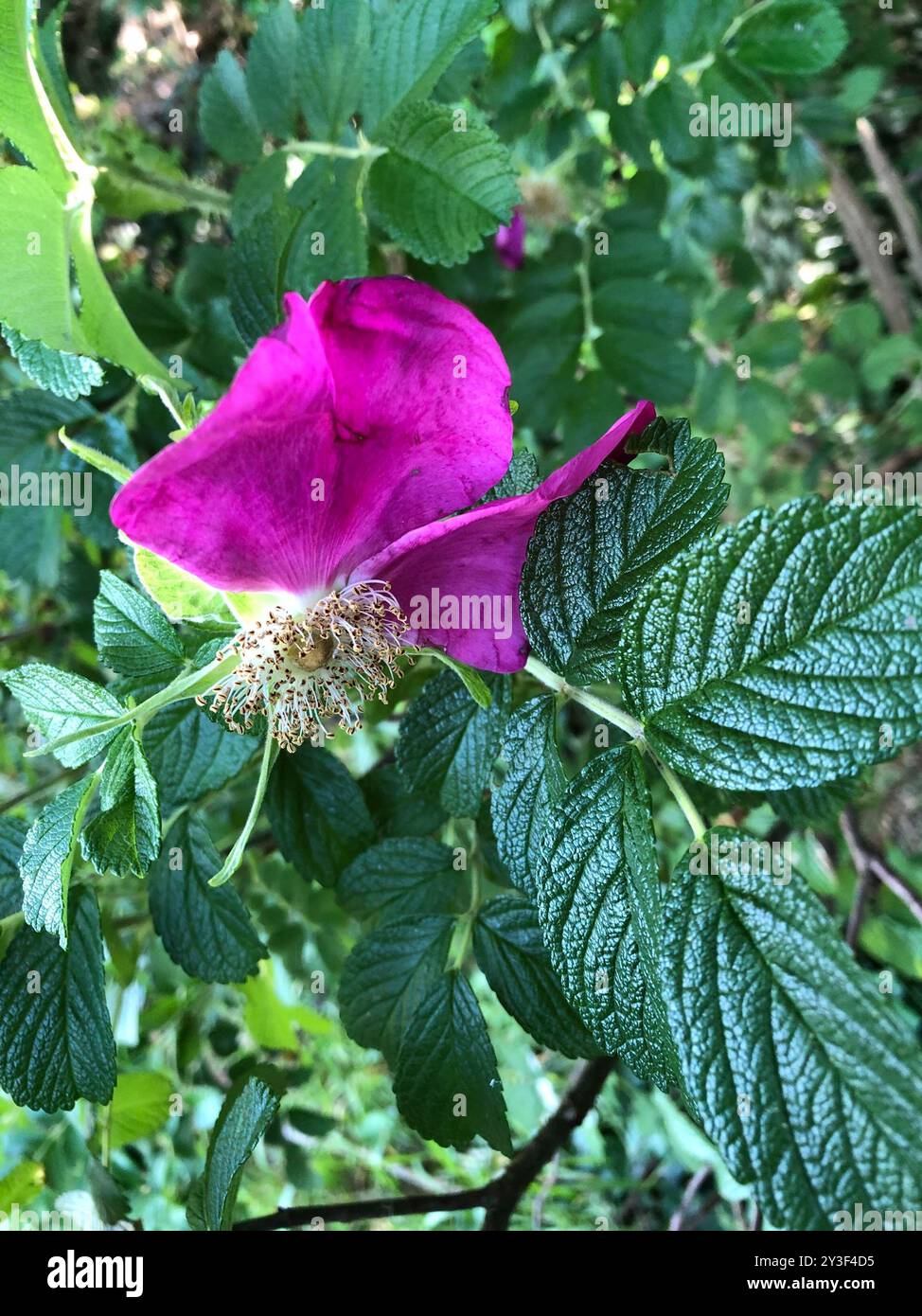 rugosa rose (Rosa rugosa) Plantae Stock Photo - Alamy