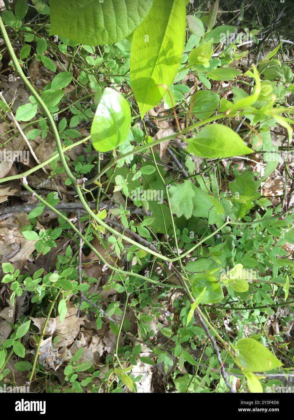 roundleaf greenbrier (Smilax rotundifolia) Plantae Stock Photo - Alamy