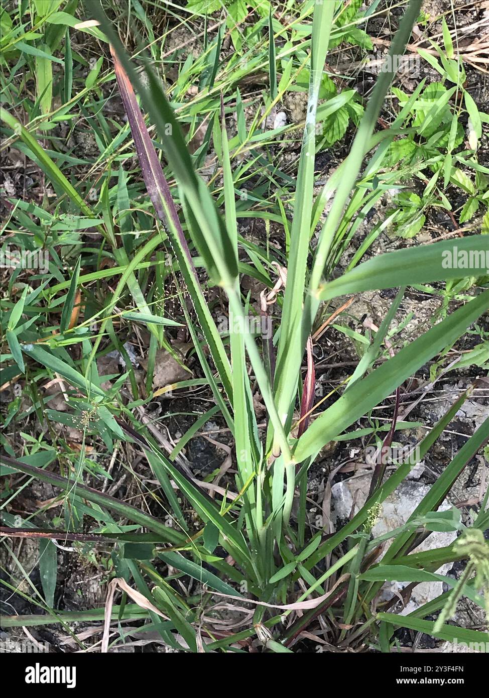 Vasey Grass (Paspalum urvillei) Plantae Stock Photo - Alamy