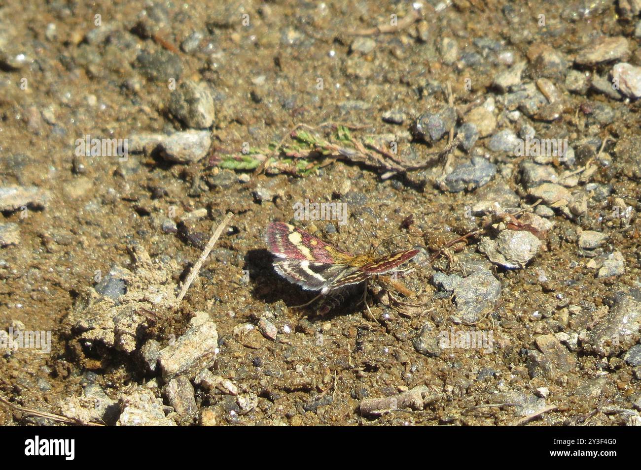 Common Crimson-and-gold Moth (Pyrausta purpuralis) Insecta Stock Photo ...